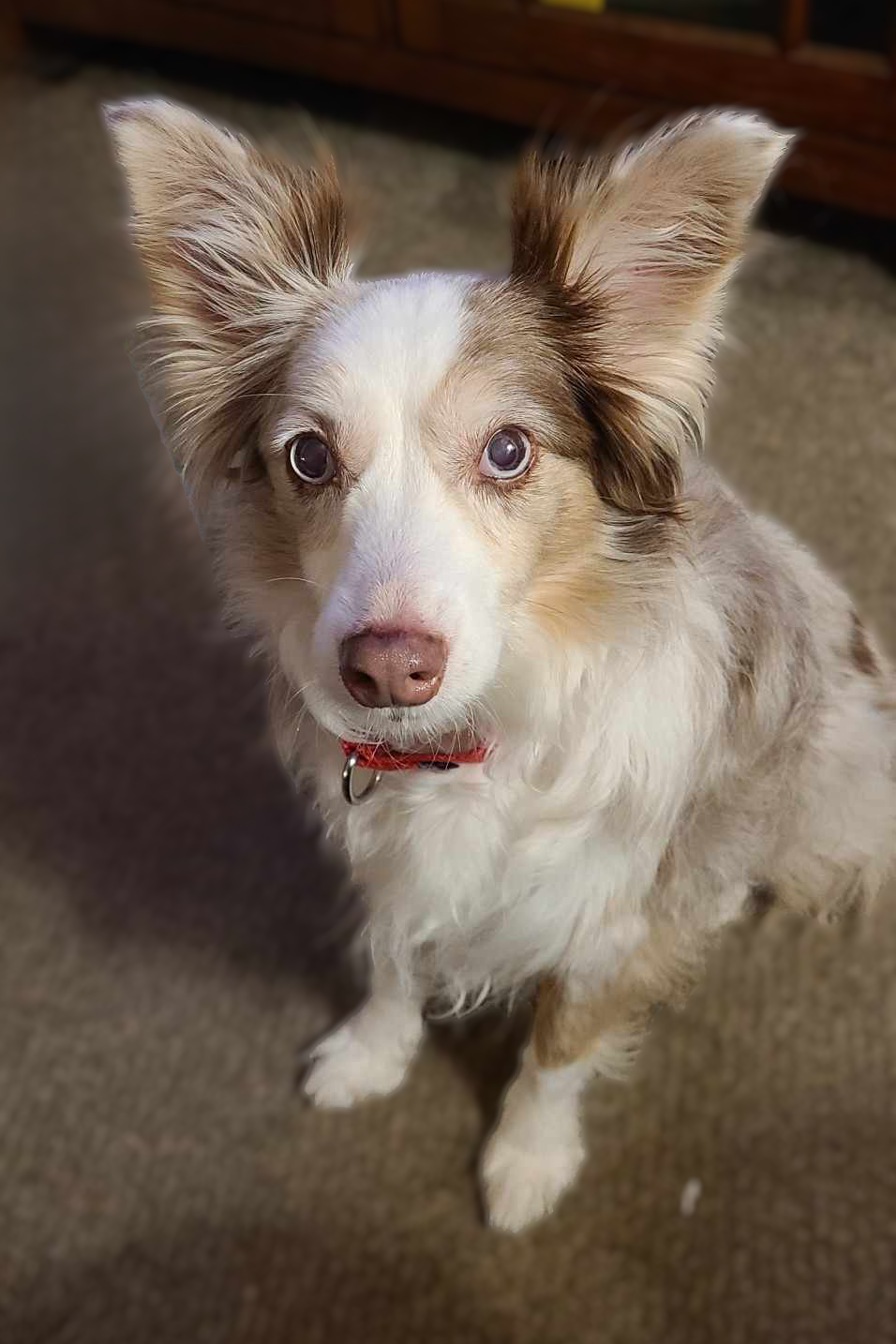 Gray Paws Sanctuary – Providing caring homes for older dogs