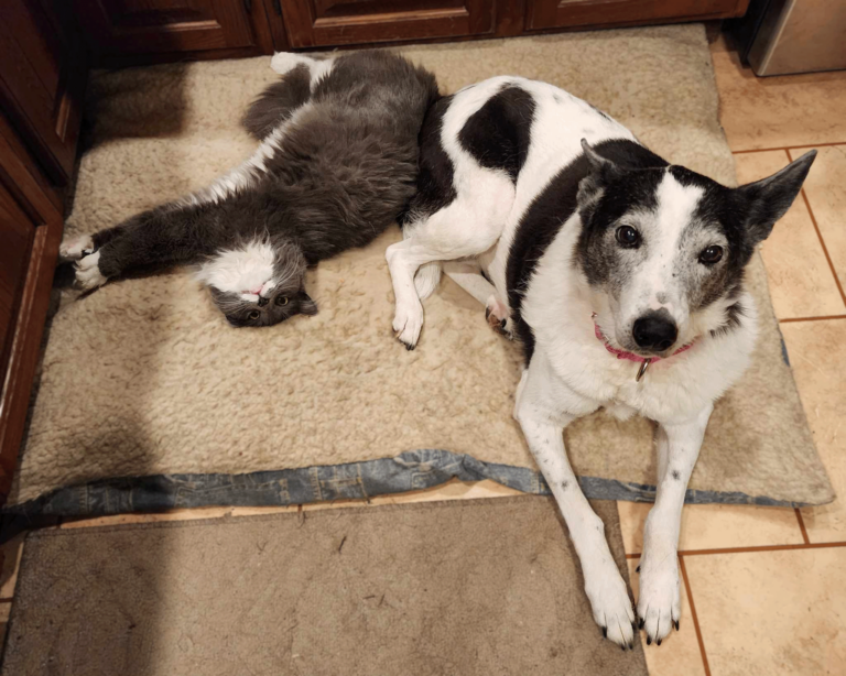Gray Paws Sanctuary – Providing caring homes for older dogs